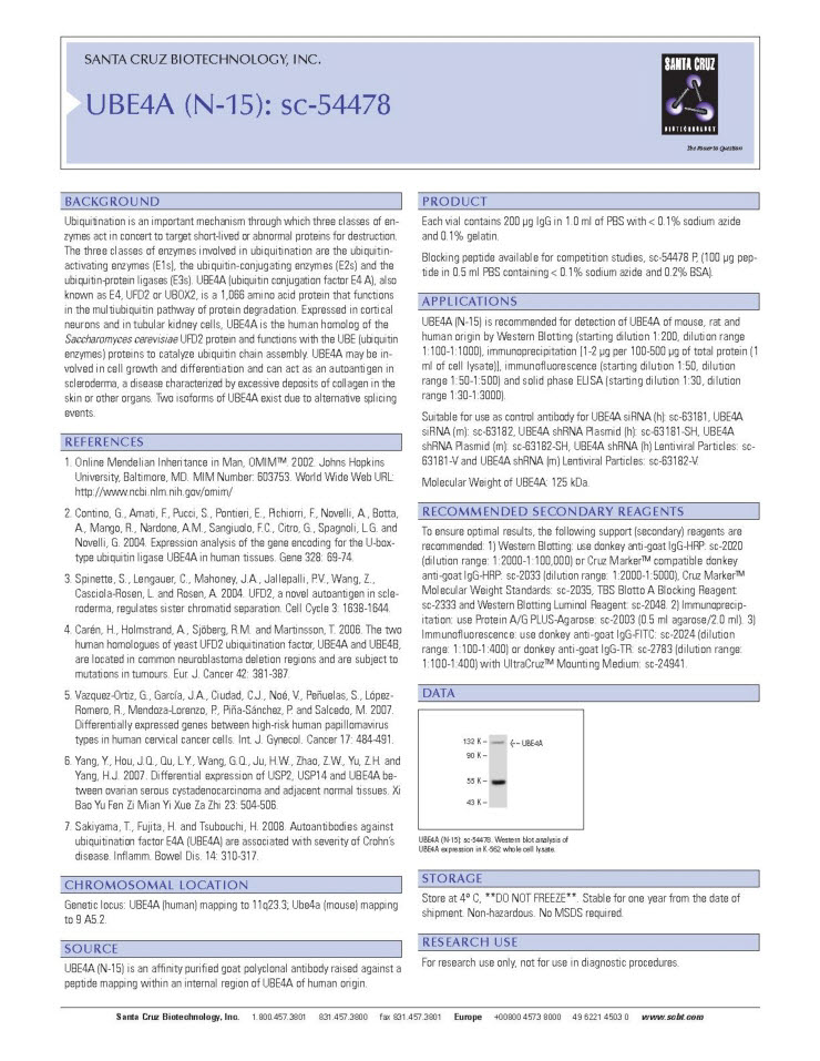 랩캠퍼스(Labcampus) : [항체] - UBE4A (N-15) Antibody